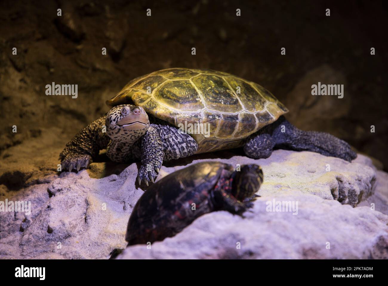 A captive diamond-backed terrapin at the aquarium at Virginia Beach ...