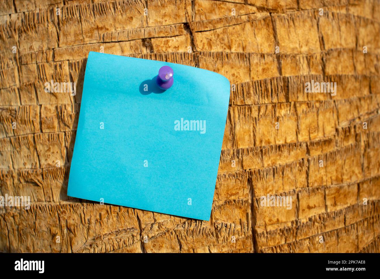 blue square paper note with mapping pin on rough palm tree bark with ...