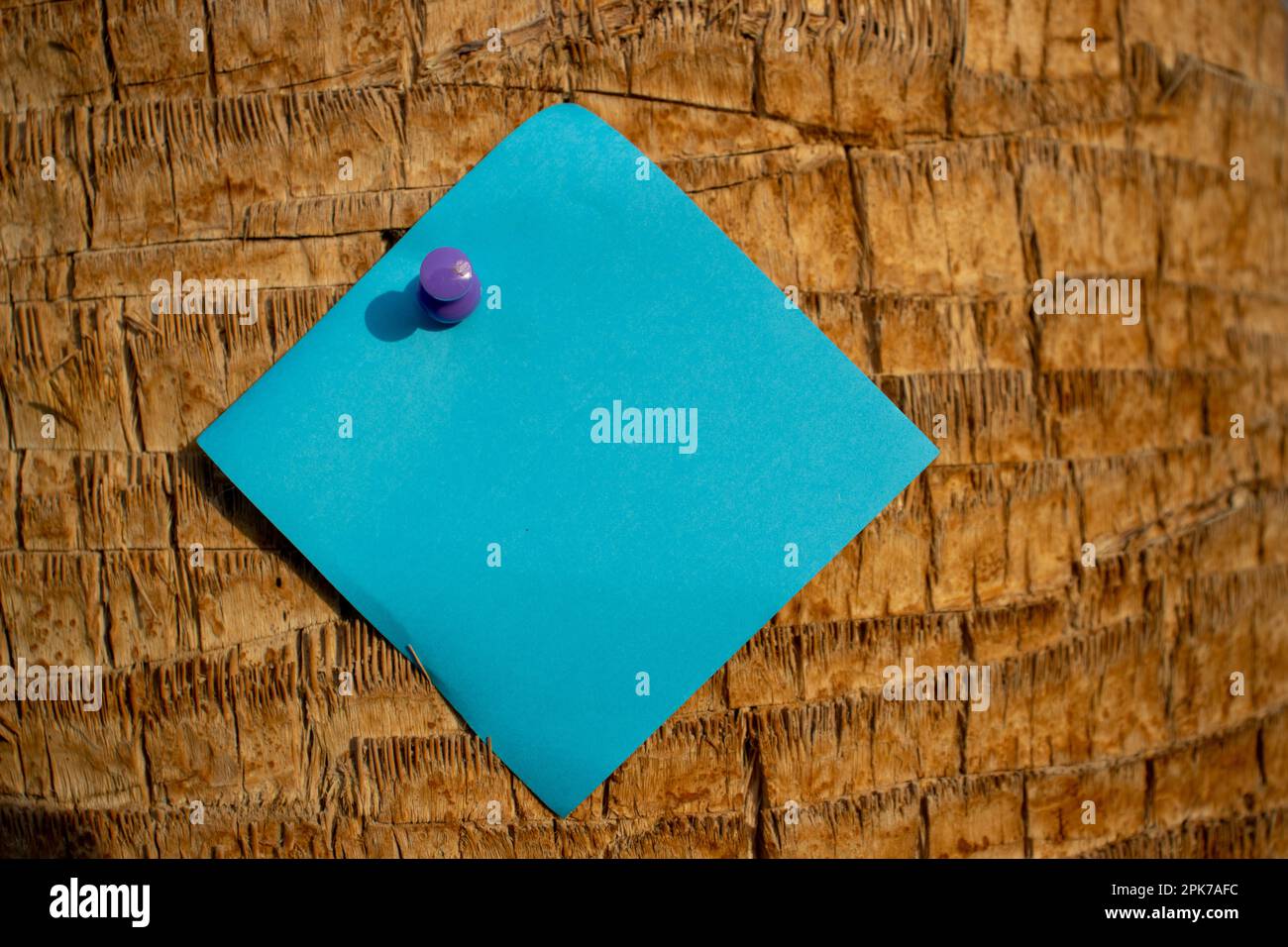 blue square paper note with mapping pin on rough palm tree bark with ...