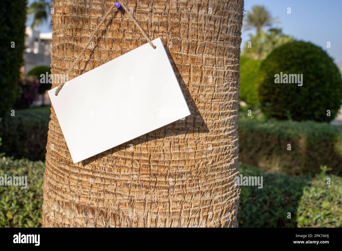 coconut tree with white hanging picture sign with empty free space for ...