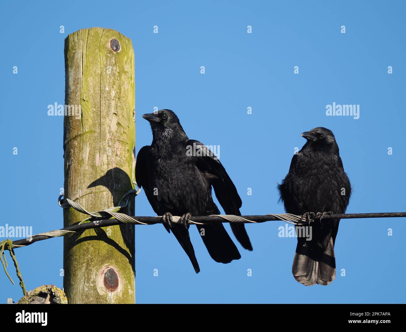 Carrion crow are not a communal corvid species, more likely to be ...