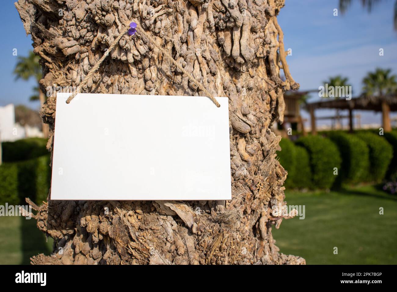 purple map pin and white hanging picture sign on a coconut tree with ...