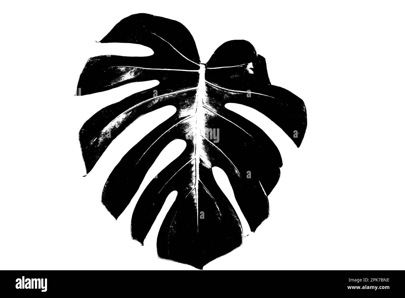 Green monstera deliciosa Black and White Stock Photos & Images - Alamy