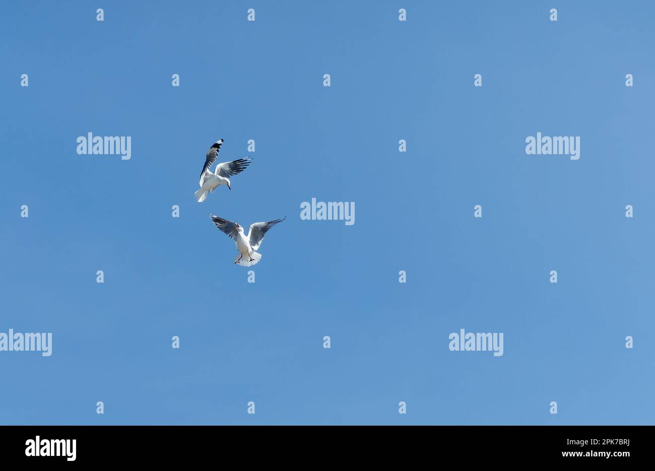 Silver gulls in flight hi-res stock photography and images - Alamy