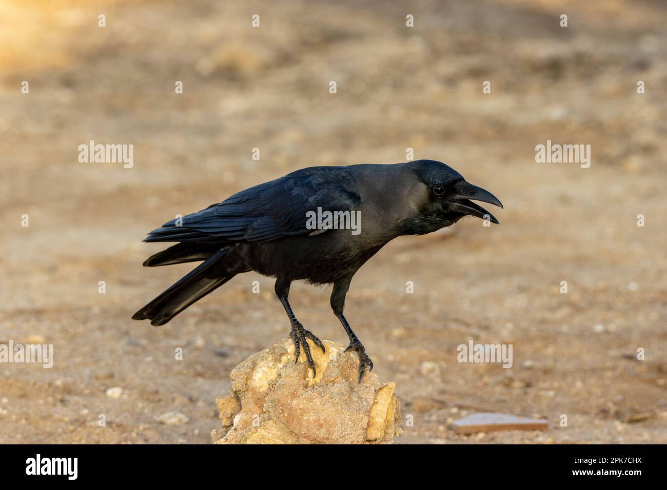 House Crow (Corvus splendens) standing on a rock in the desert Stock ...