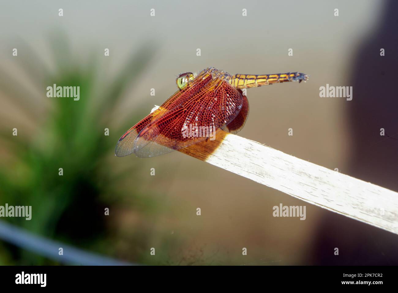 Red dragonfly in bali hi-res stock photography and images - Alamy