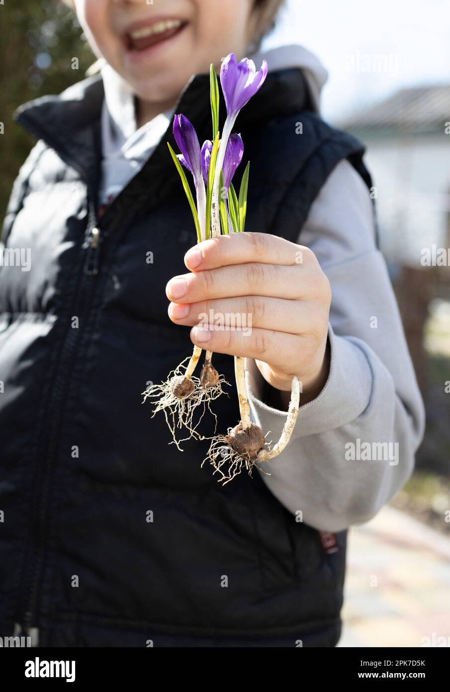 child holds several bulbs with roots of blooming purple crocuses ...