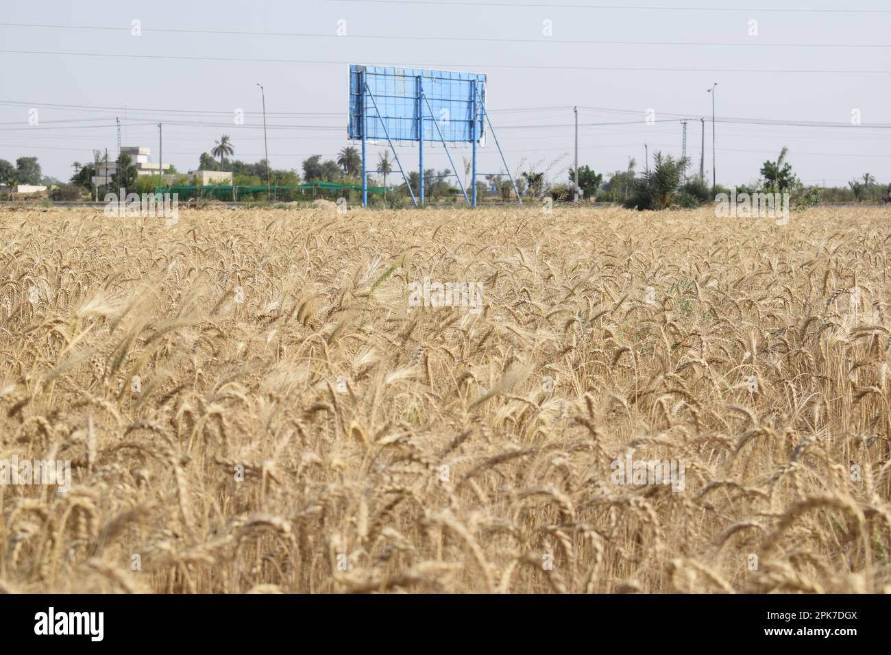 Green harvast hi-res stock photography and images - Alamy