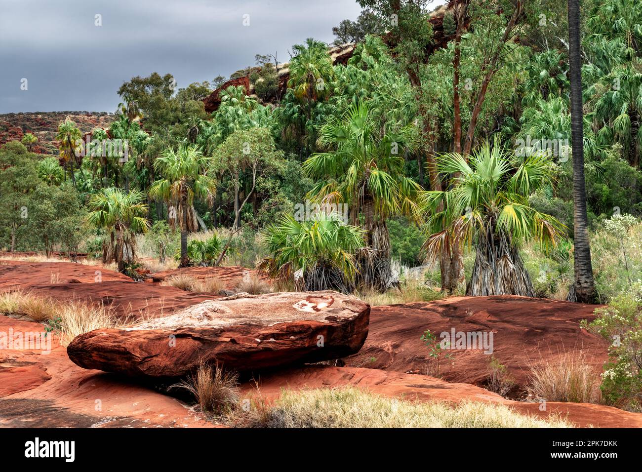 Outstanding Palm Valley in Finke Gorge National Park Stock Photo - Alamy