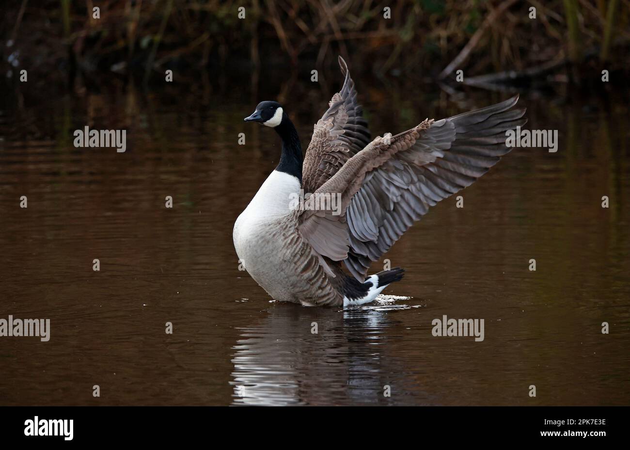 Canada geese preparing for the breeding season Stock Photo - Alamy