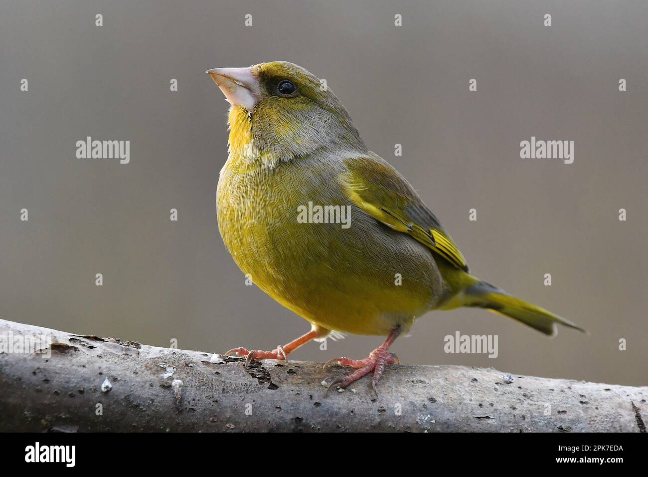 European greenfinch (Carduelis chloris) is sitting at the branch in ...