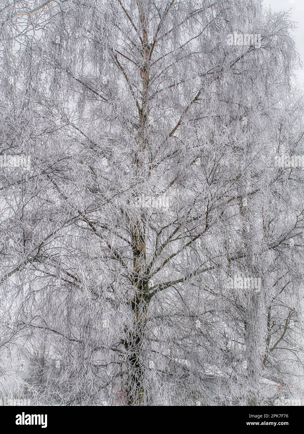 White, frosted trees in winter Stock Photo - Alamy