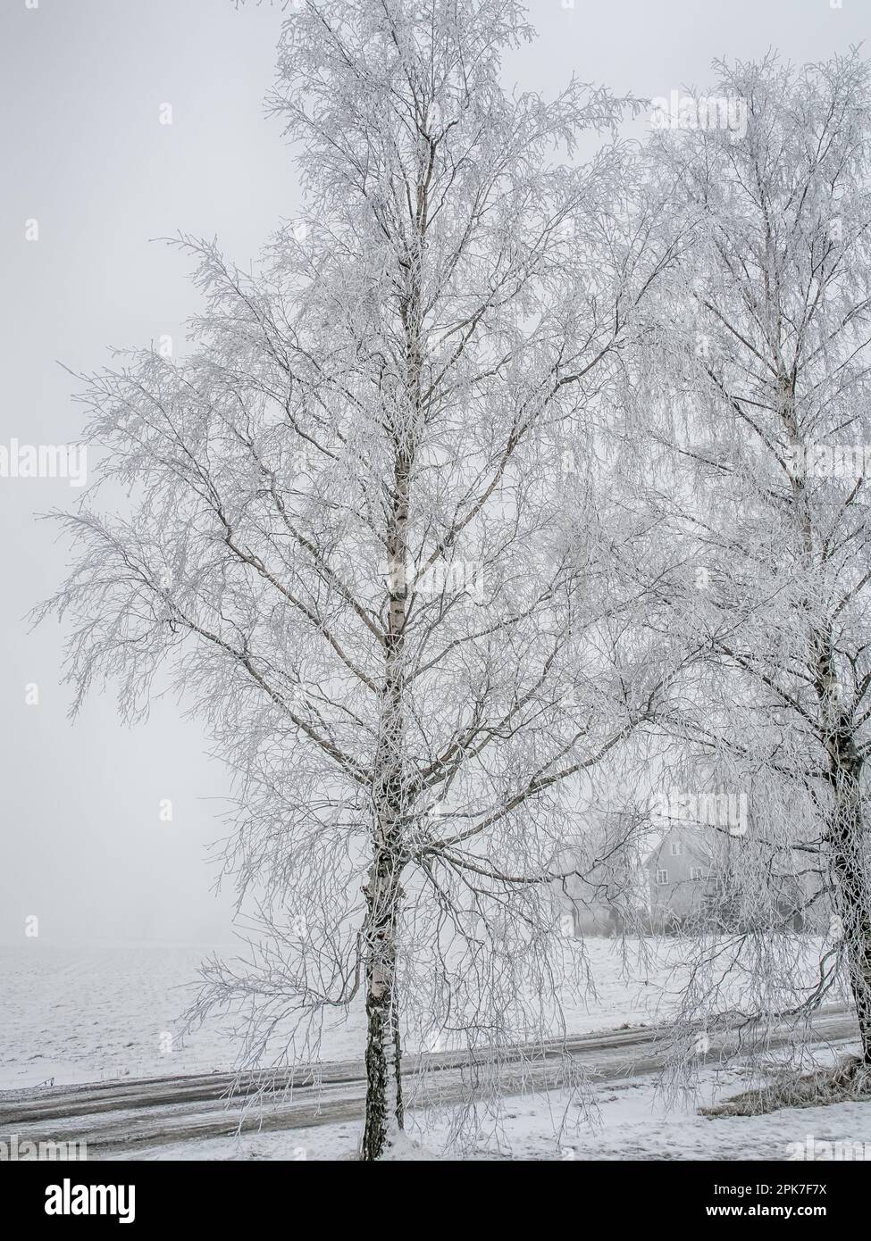 White frosted trees in winter hi-res stock photography and images - Alamy