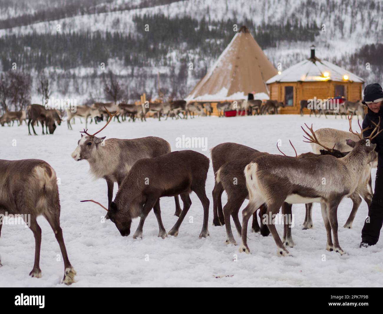 Portrait of a reindeers with antlers in a village of the tribe Saami ...