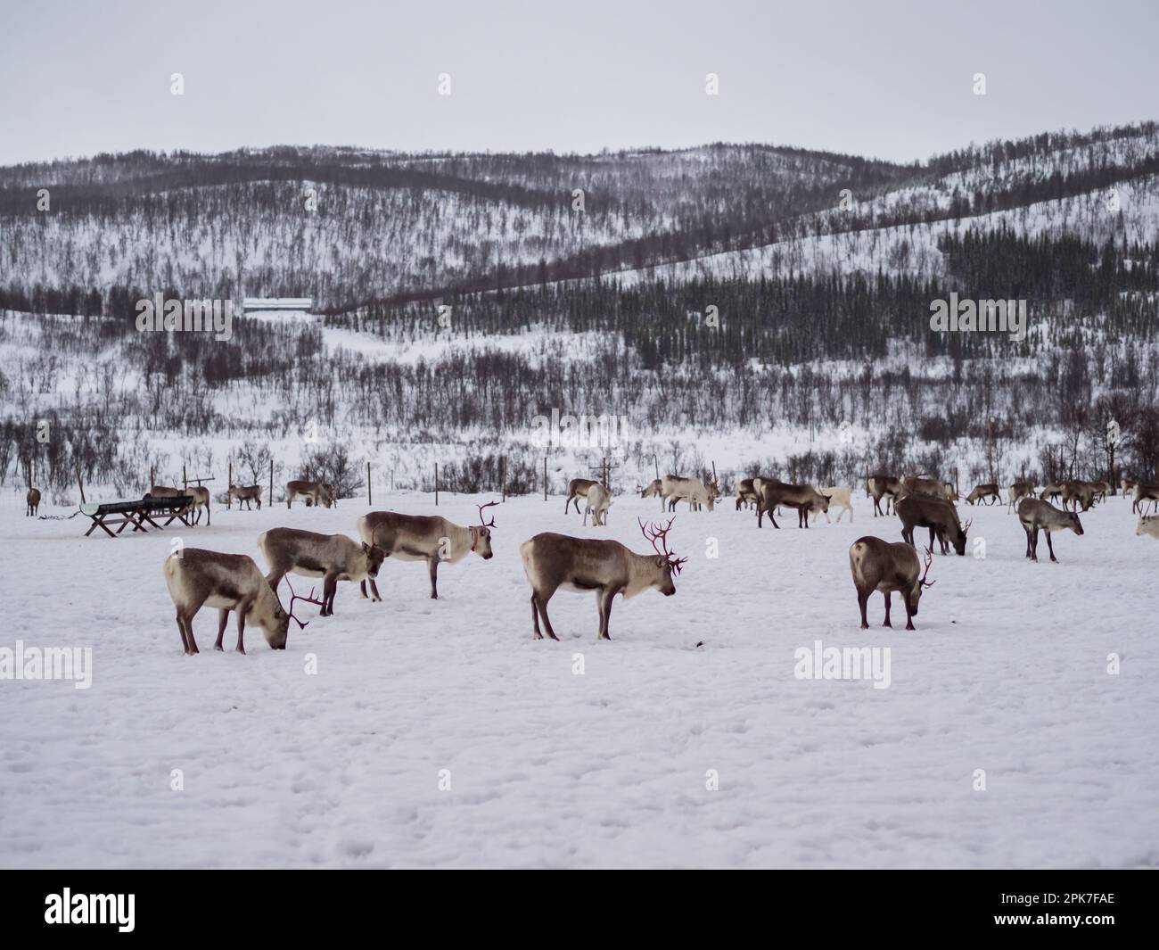 A reindeer herd in a Saami village near Tromso in northern Norway in ...