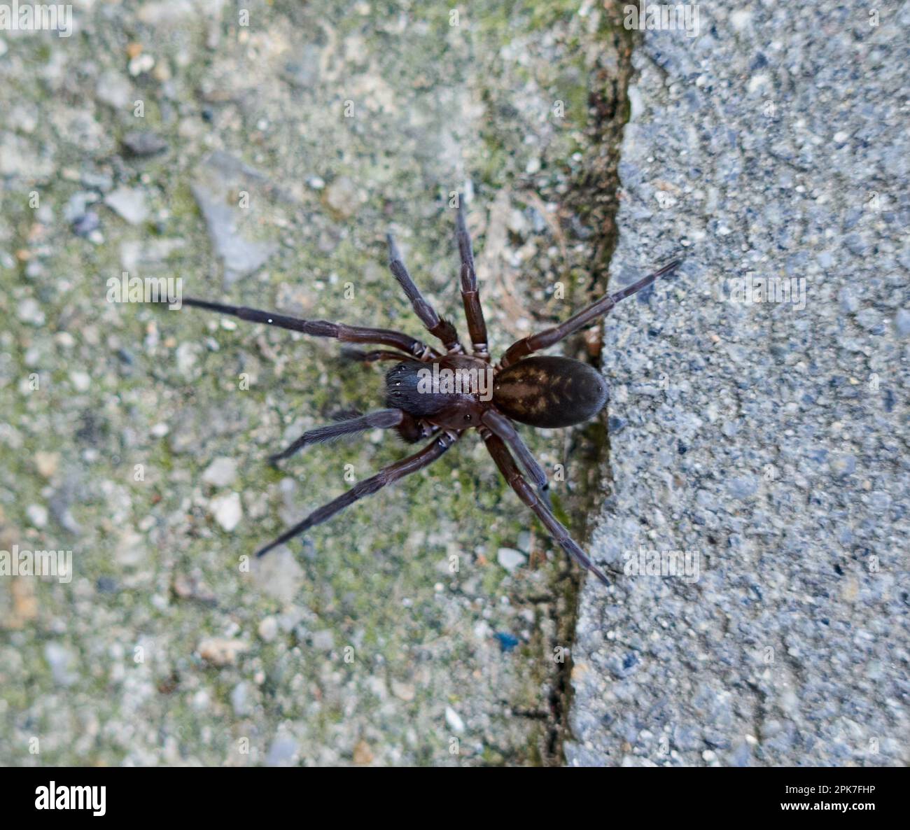 Extreme macro of a big cross spider Stock Photo - Alamy