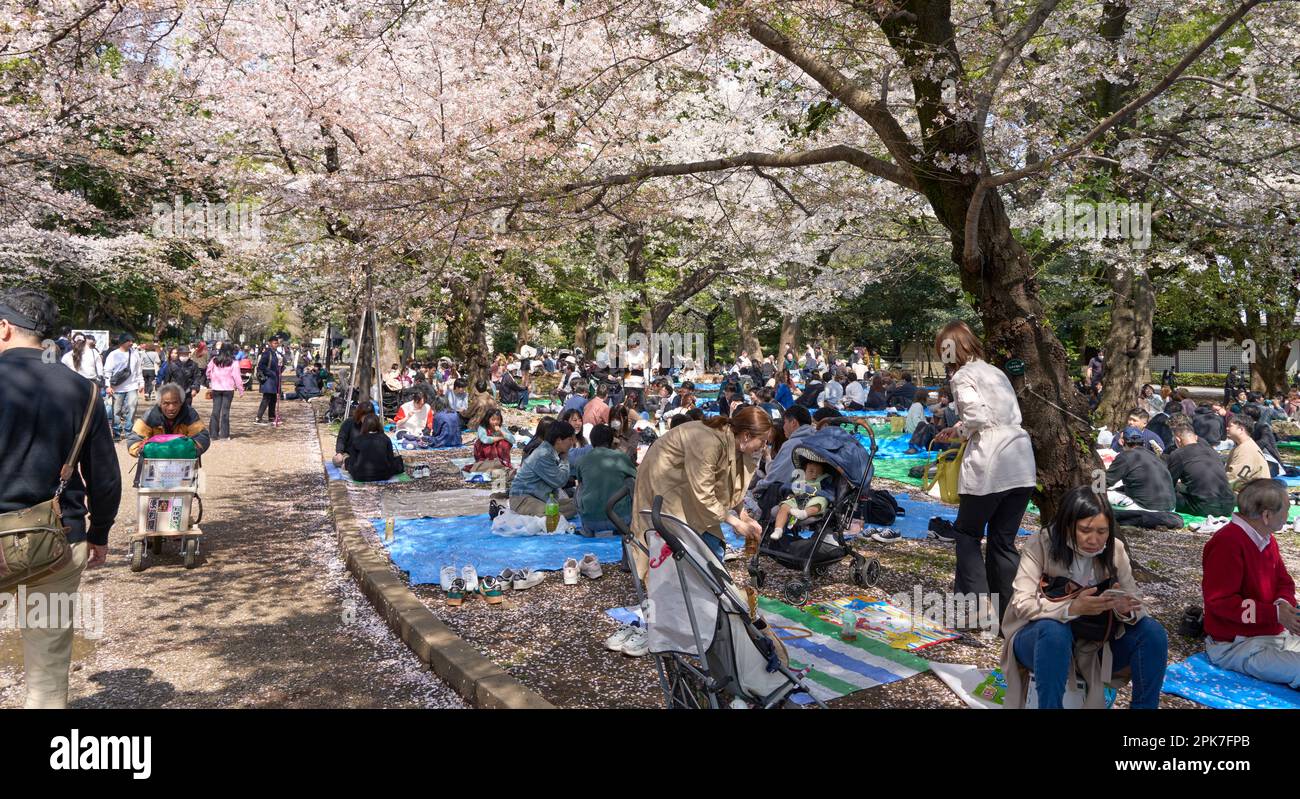 Sakura, Hanami, Cherry Blossom Viewers at Ueno Park Stock Photo - Alamy