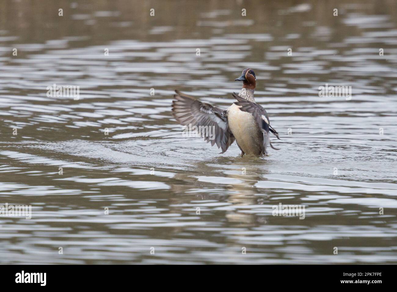 one male common teal duck (Anas crecca) shaking wings in water Stock ...