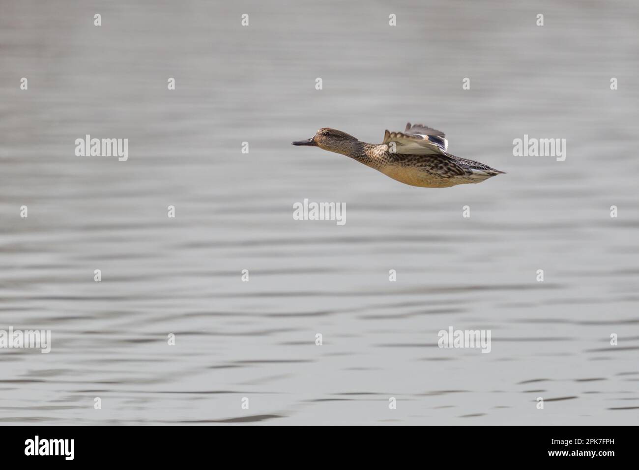 one female common teal duck (Anas crecca) in flight over water Stock ...