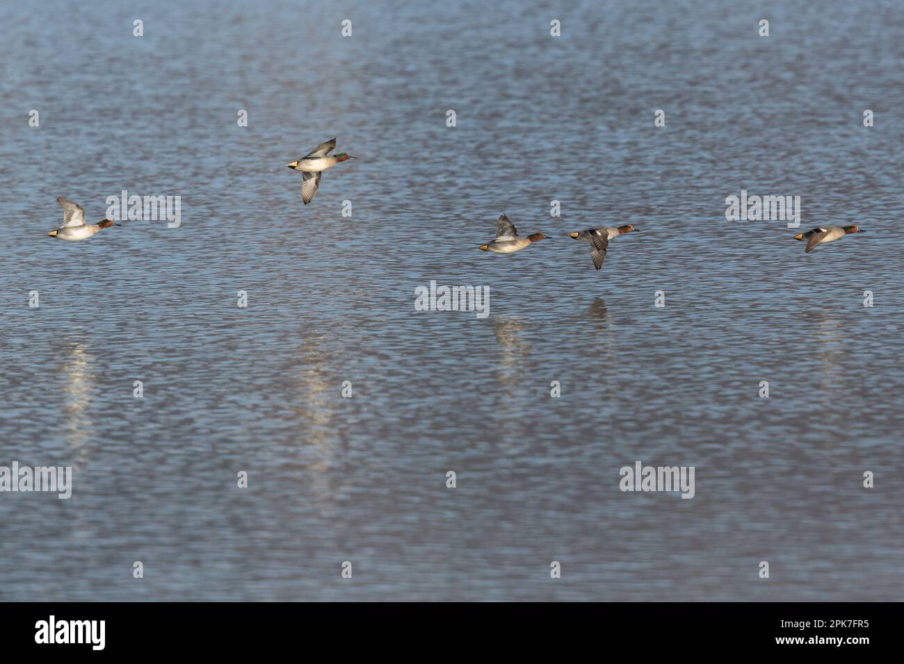 flock of male common teals (Anas crecca) flying over water surface in ...