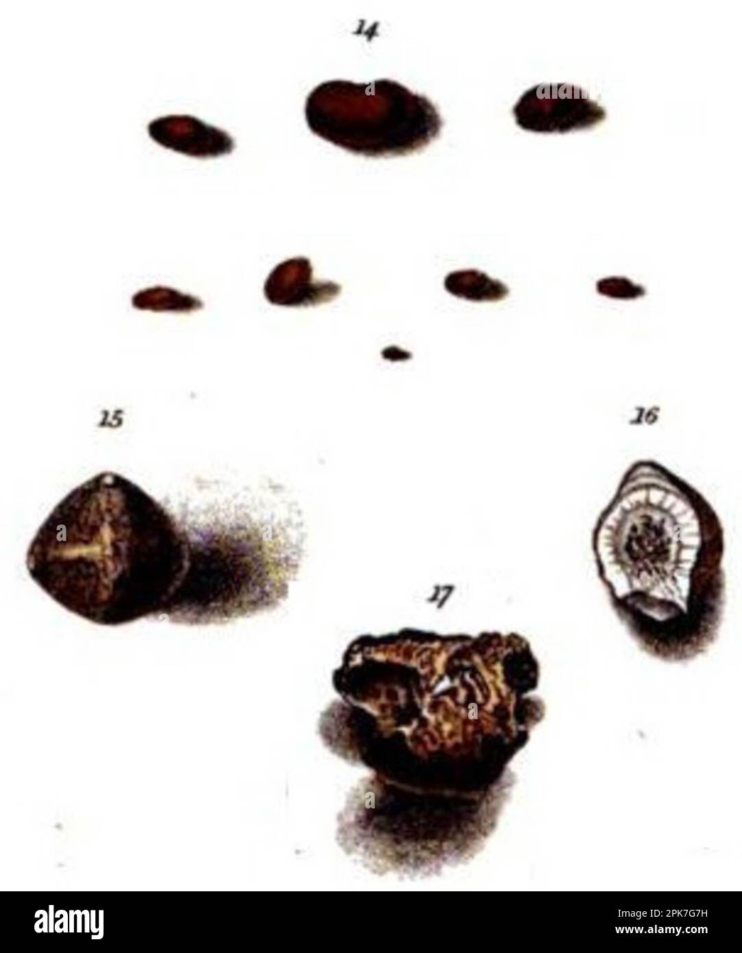 Different species of urinary calculi noted by William Prout Stock Photo ...