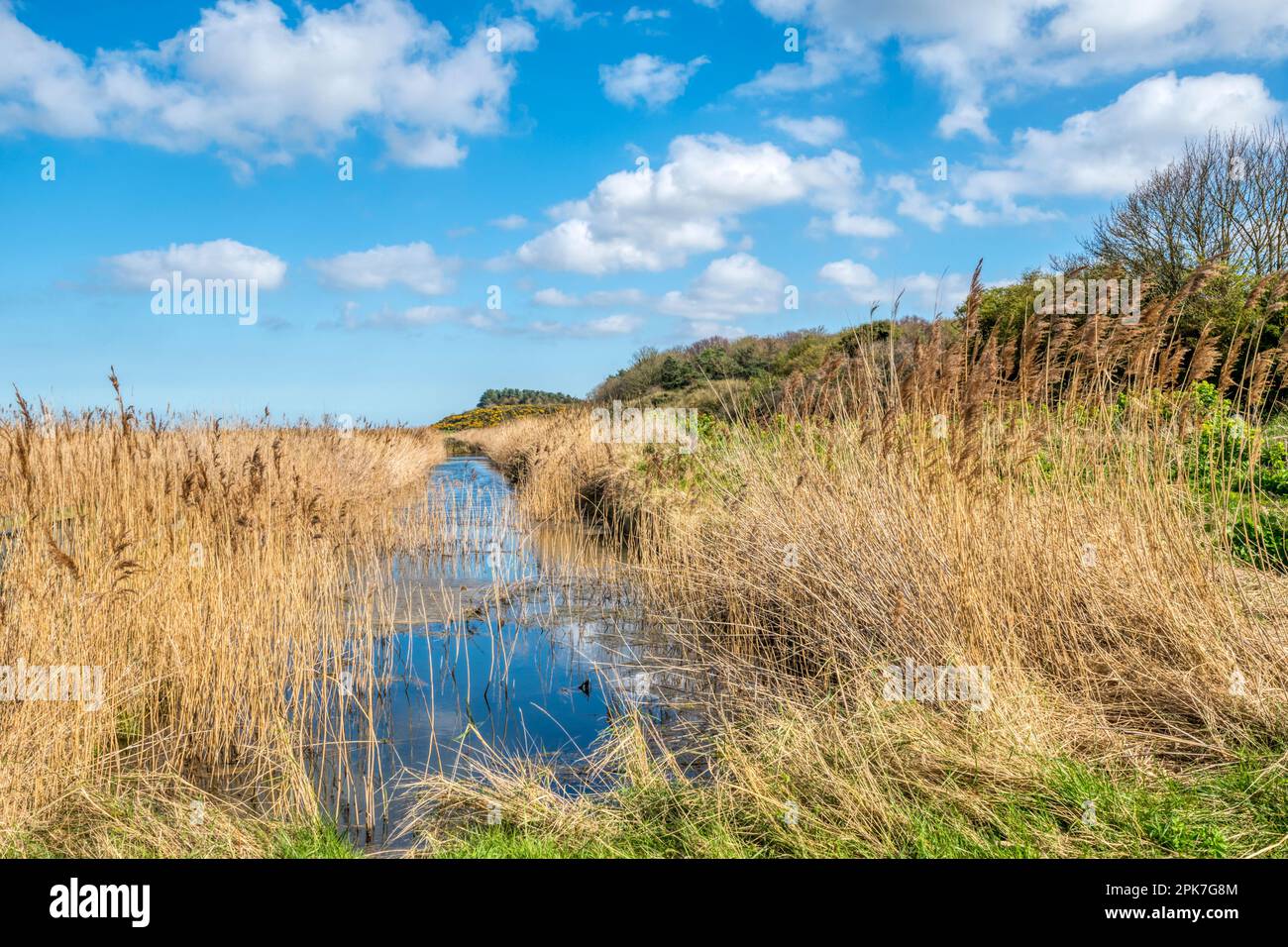Cley Marshes nature reserve of Norfolk Wildlife Trust, on the North ...
