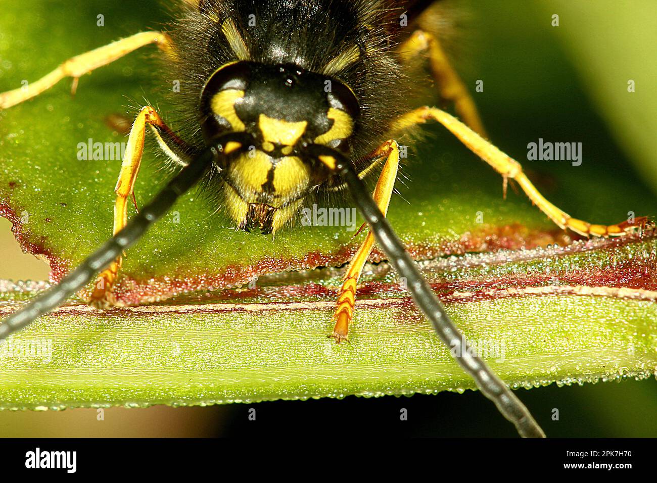 European common wasp german hi-res stock photography and images - Alamy