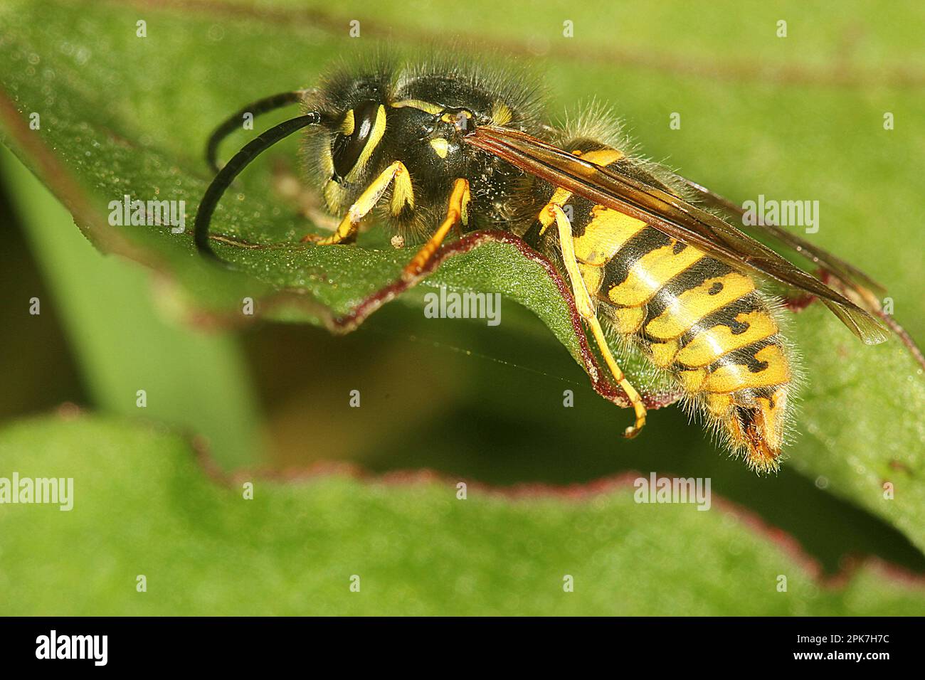 Common wasp (Vespula vulgarus Stock Photo - Alamy