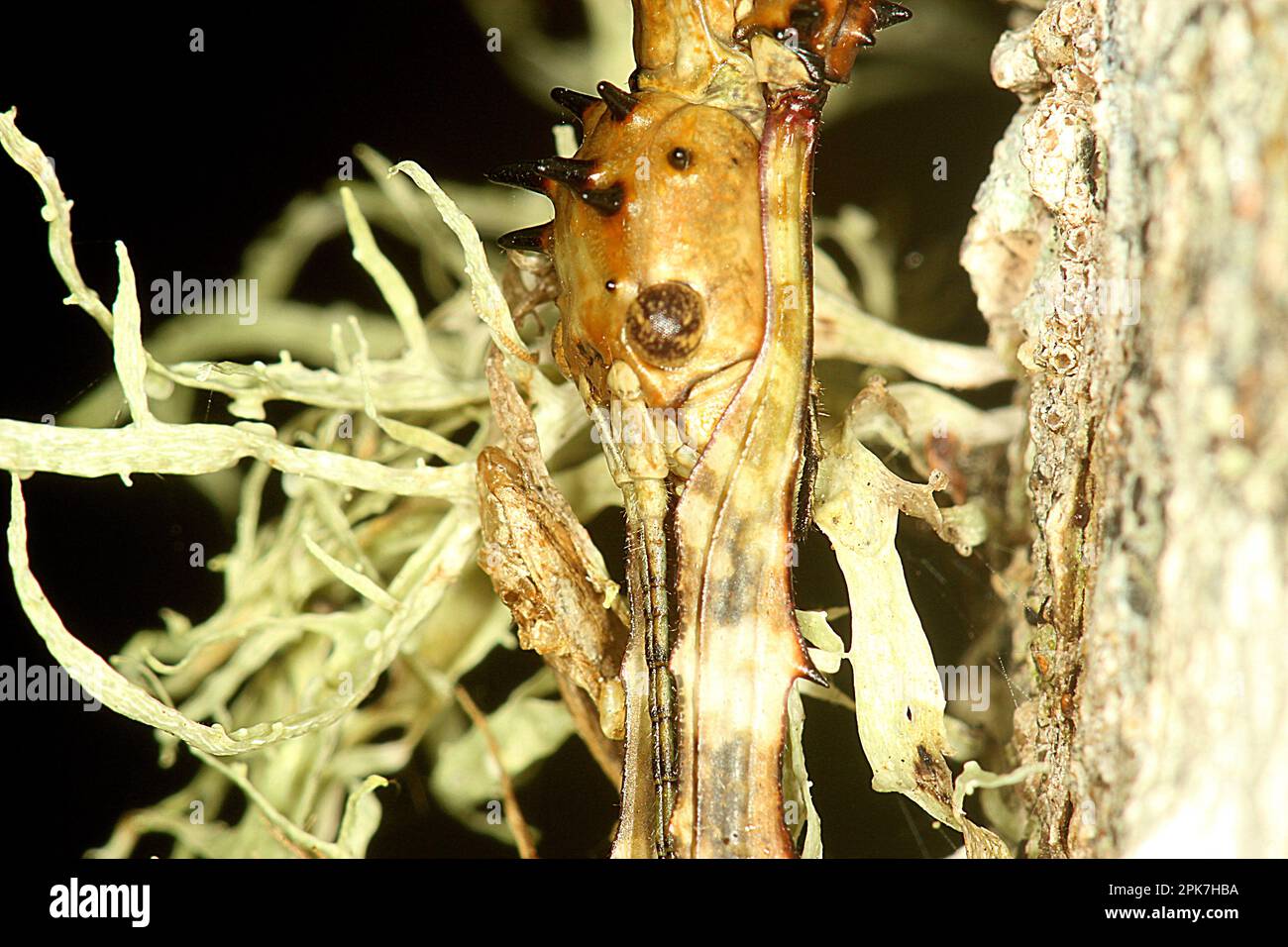 Prickly stick insect hi-res stock photography and images - Alamy