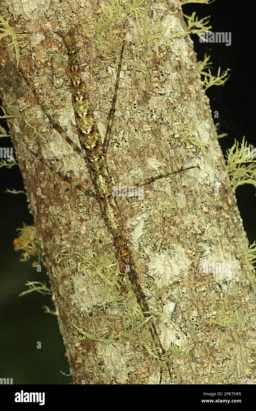 Acanthoxyla hi-res stock photography and images - Alamy