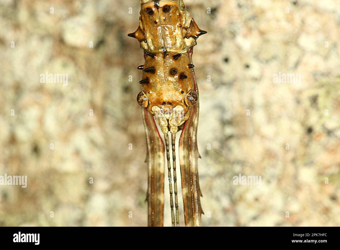 Prickly stick insect hi-res stock photography and images - Alamy