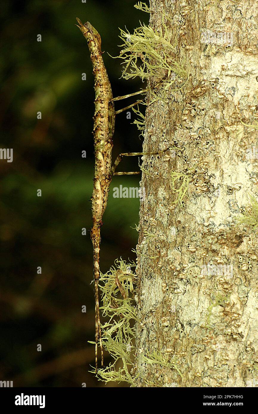 Acanthoxyla hi-res stock photography and images - Alamy