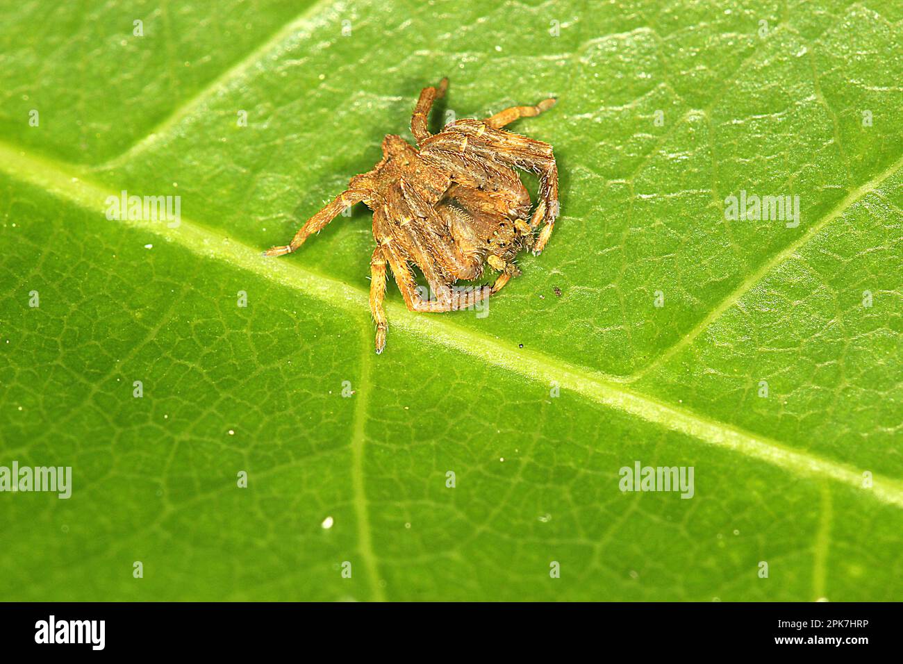 Square ended crab spider hi-res stock photography and images - Alamy