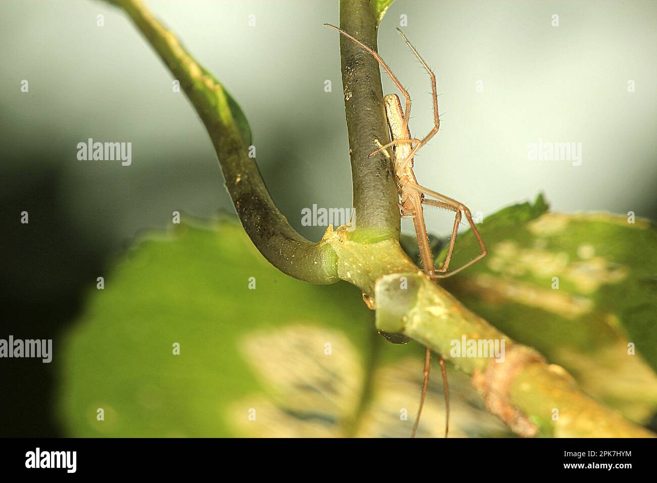 Long jawed spider macro hi-res stock photography and images - Alamy