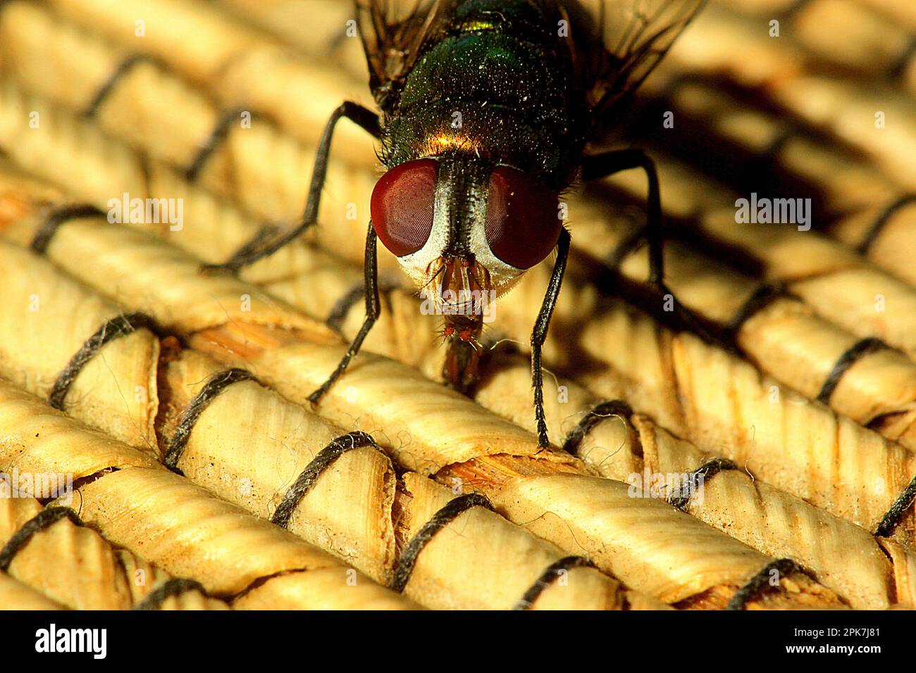 Greenfly hi-res stock photography and images - Alamy