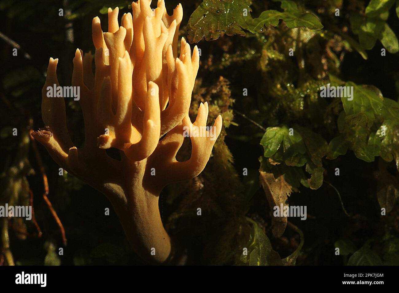 Coral fungus (Ramaria sp Stock Photo - Alamy