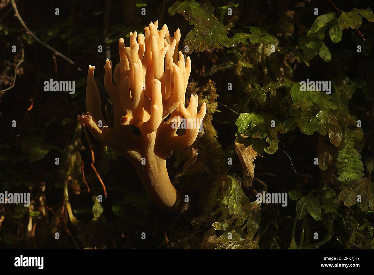 Coral fungus (Ramaria sp Stock Photo - Alamy