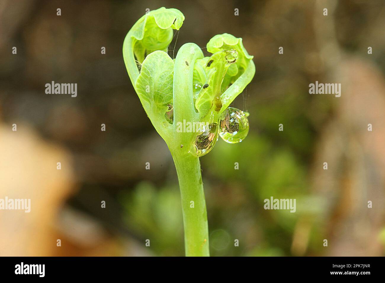 Emerging fern fond koru Stock Photo - Alamy