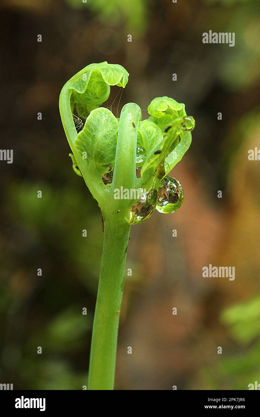 Emerging fern fond koru Stock Photo - Alamy