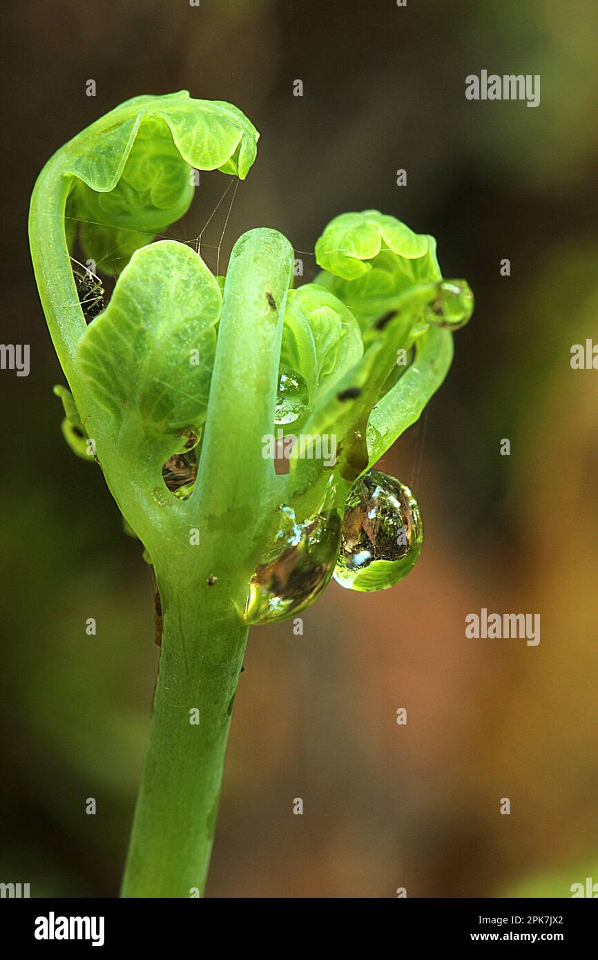 Emerging fern fond koru Stock Photo - Alamy