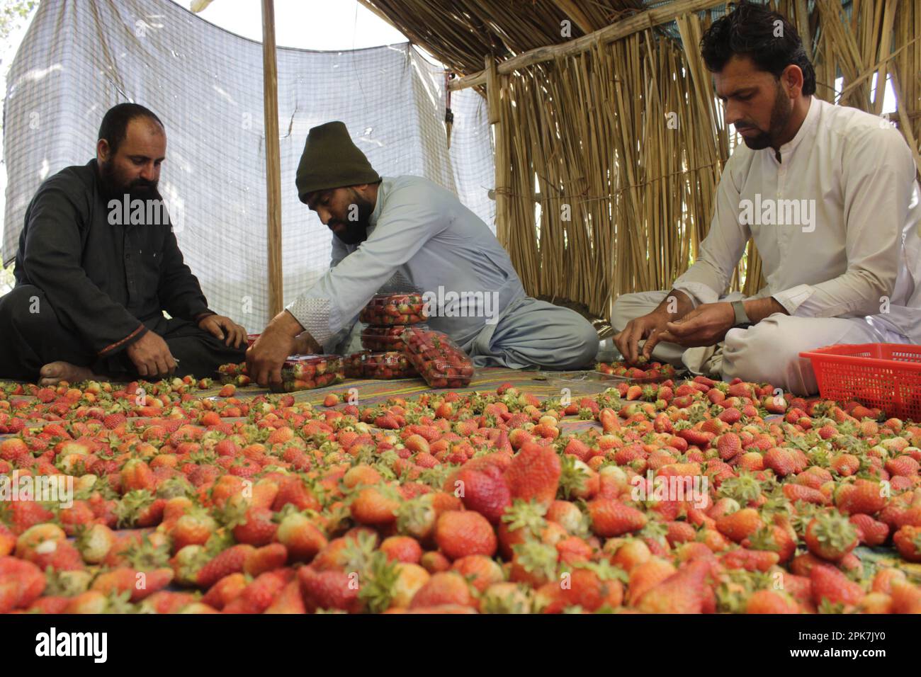 Farm aimal hi-res stock photography and images - Alamy