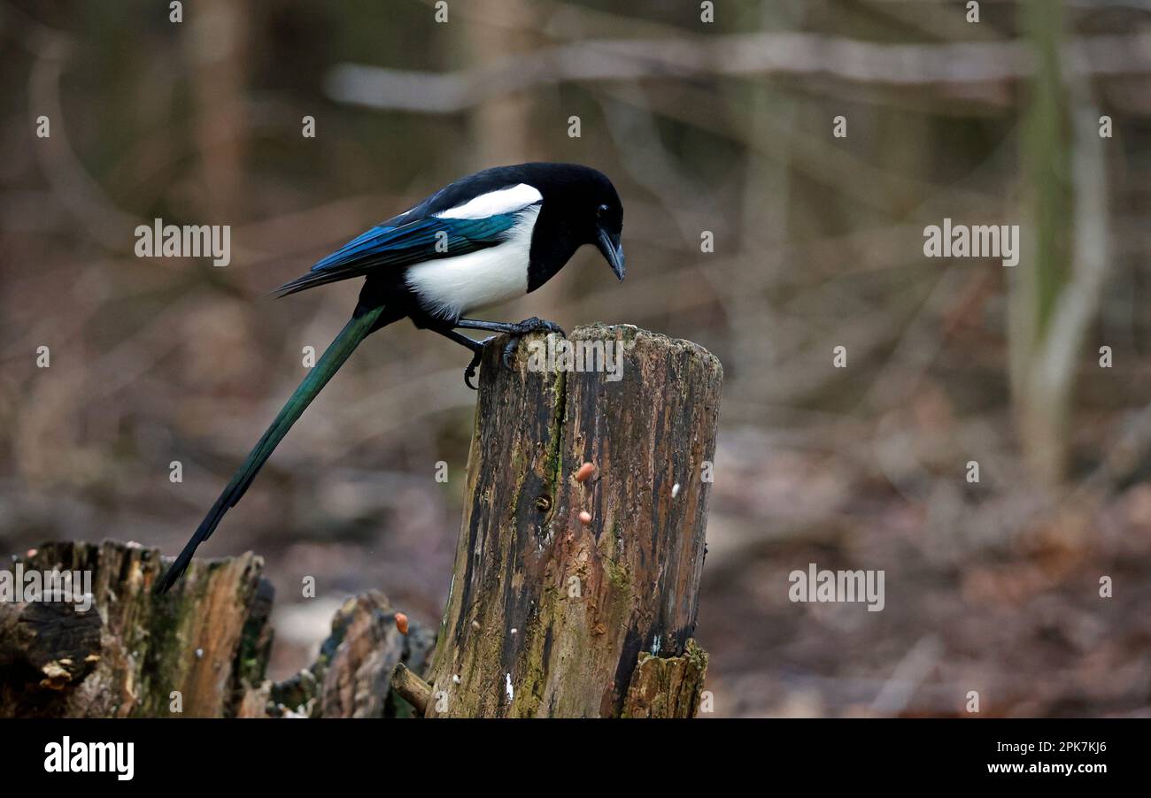 Eurasian magpie feeding at a woodland site Stock Photo - Alamy