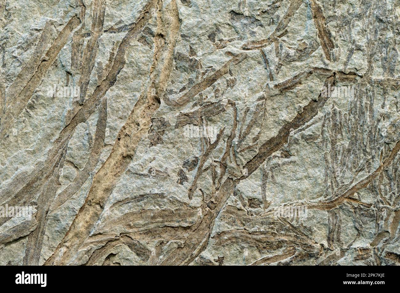 Fossilized plant, imprint on stone, abstract natural background Stock ...