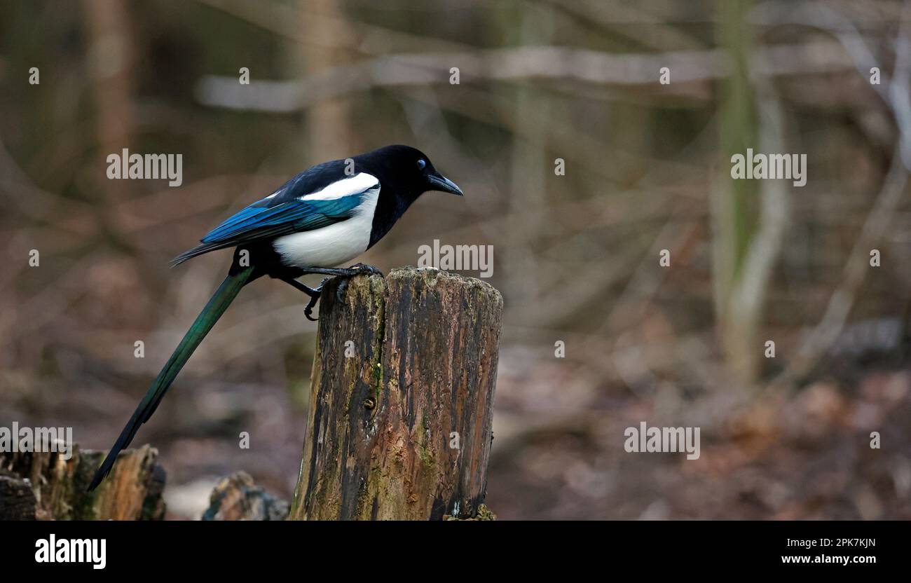 Magpie feeding hi-res stock photography and images - Alamy