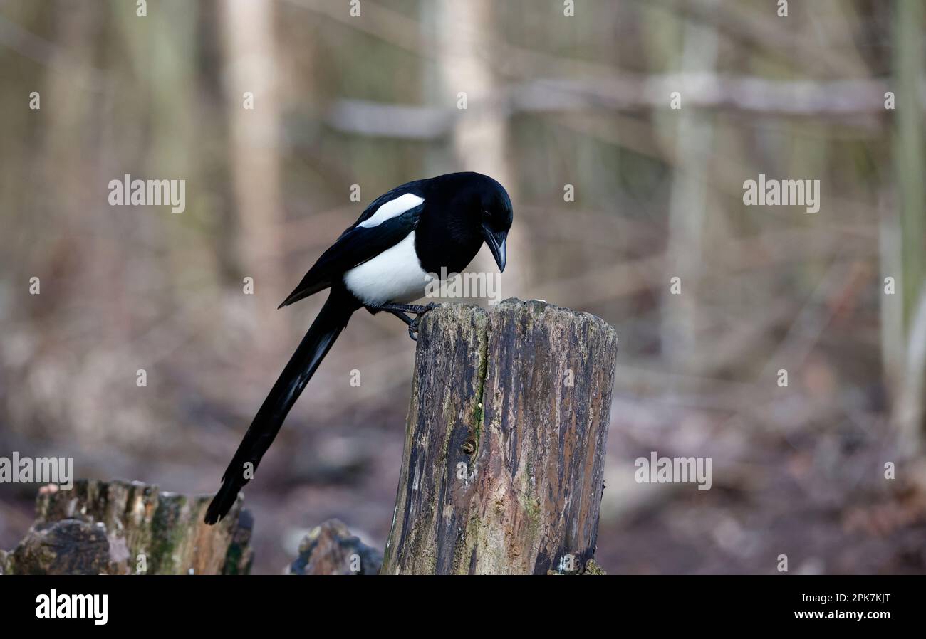 Magpie feeding hi-res stock photography and images - Alamy