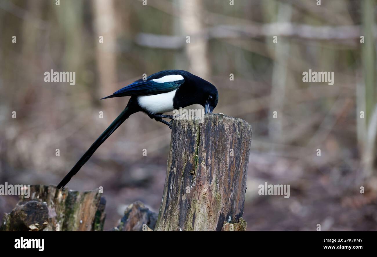Magpie feeding hi-res stock photography and images - Alamy