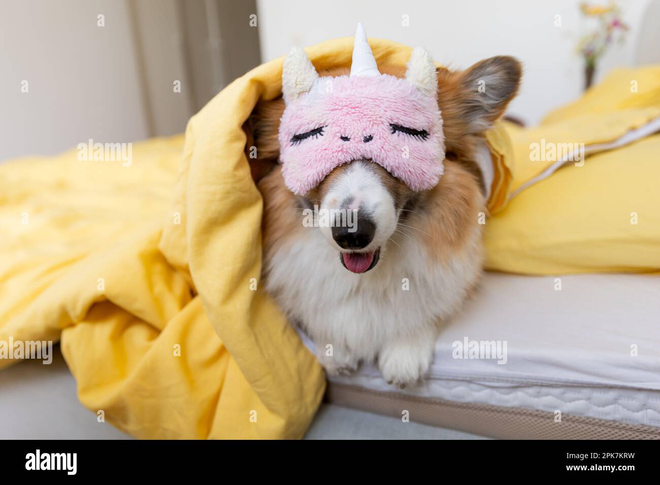 Corgi mask hi-res stock photography and images - Alamy