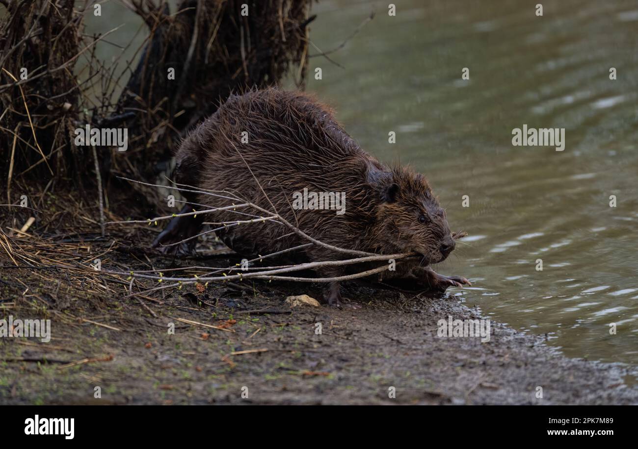 A closeup shot of a beaver in a clear body of water Stock Photo - Alamy