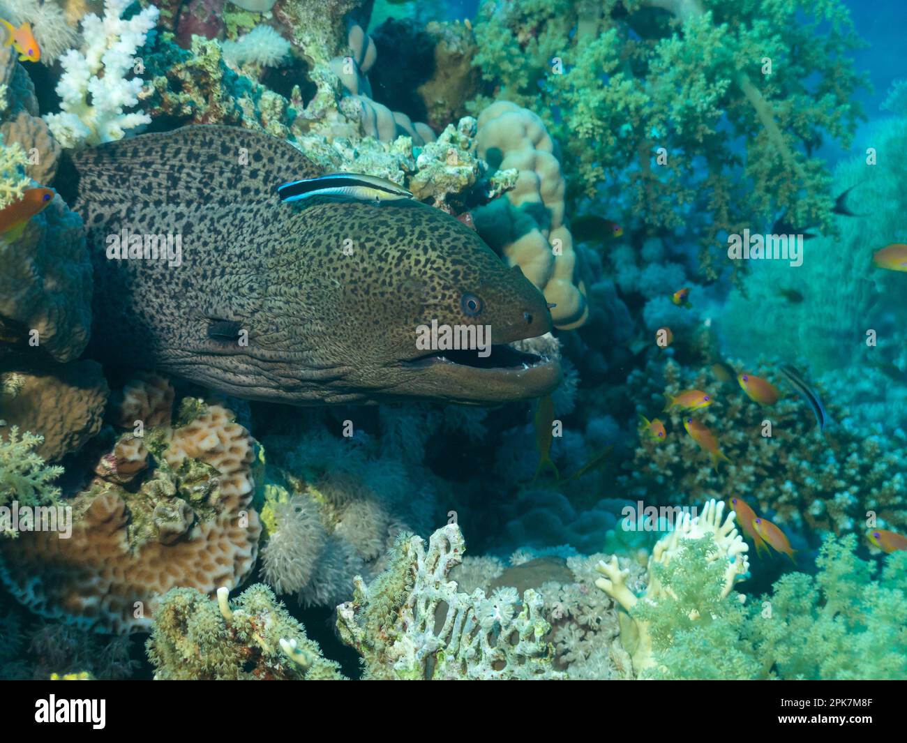 White eyed moray eel at the bottom of the Red sea in Egypt Stock Photo ...