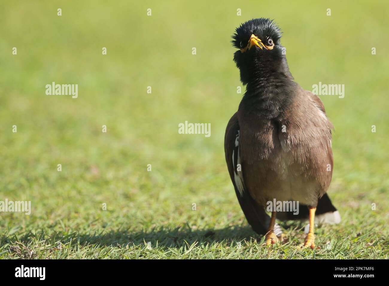 The range of the common myna is increasing at such a rapid rate that in ...